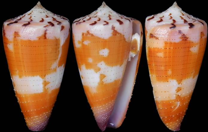 shellauction.net :: Conus circumactus - 3435722