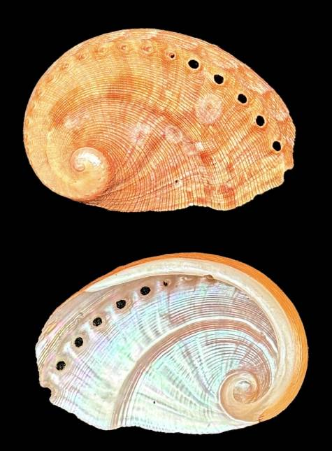 shellauction.net :: Haliotis parva - 3435832