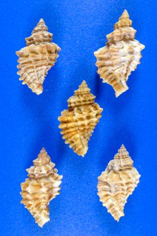 shellauction.net :: Ocenebra erinaceus horrida - 3435898