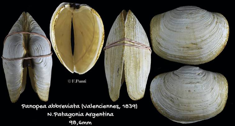 shellauction.net :: Panopea abbreviata - 3436498