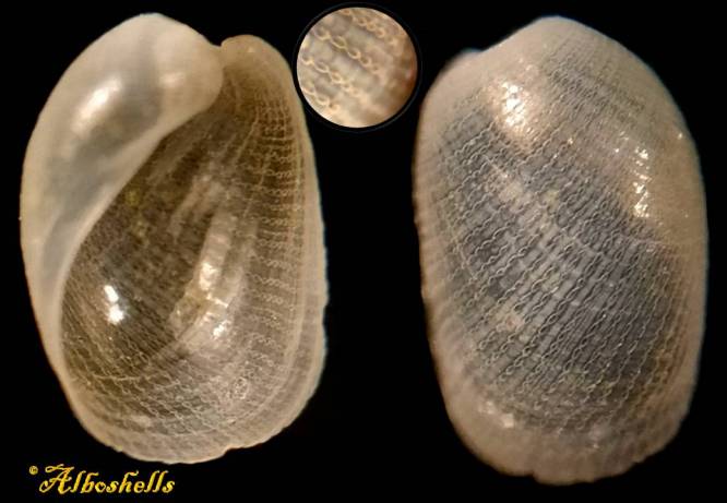 shellauction.net :: Philine iris - 3437649