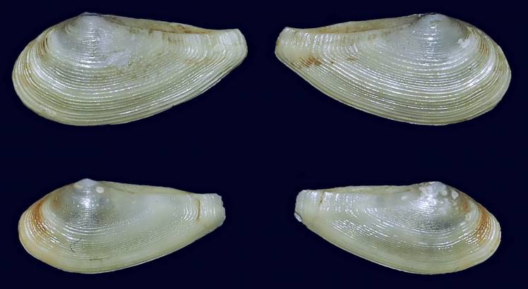 shellauction.net :: Nuculana pernula form arctica - 3439937