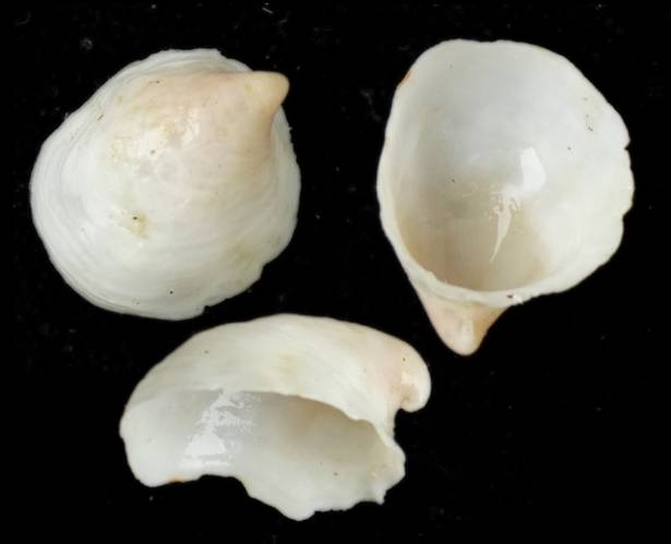 shellauction.net :: Pectinodonta sp. - 3440203