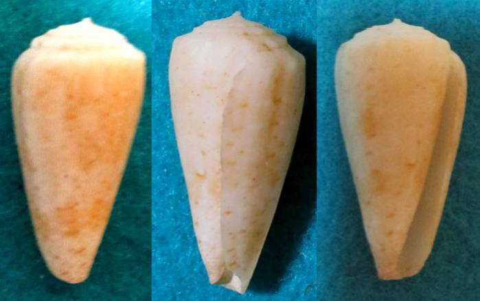 shellauction.net :: Conus imperialis queketti - 3440227