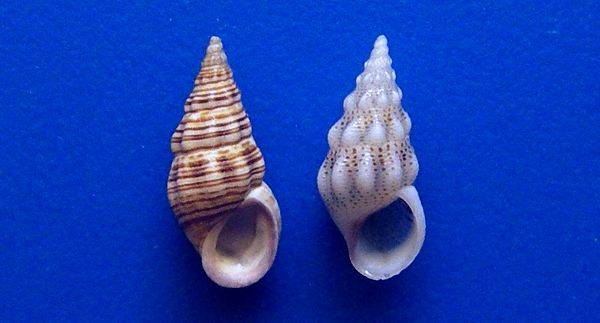 shellauction.net :: Rissoa variabilis - 3440982