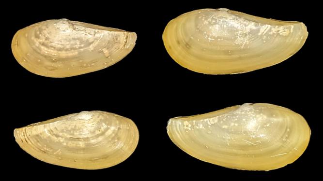 shellauction.net :: Yoldia glauca - 3441350