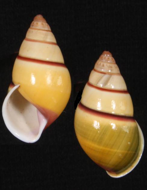 shellauction.net :: Amphidromus johnabbasi - 3442539