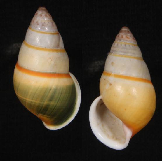 shellauction.net :: Amphidromus johnabbasi - 3442544