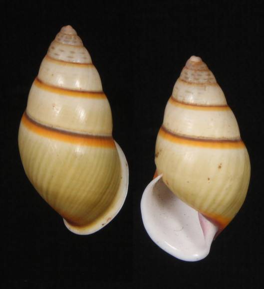 shellauction.net :: Amphidromus johnabbasi - 3442553