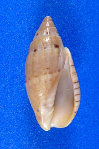 shellauction.net :: Lyria pauljohnsoni - 3443519