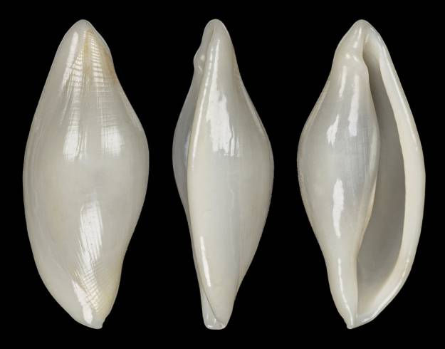 shellauction.net :: Simnia spelta f. illyrica - 3443750