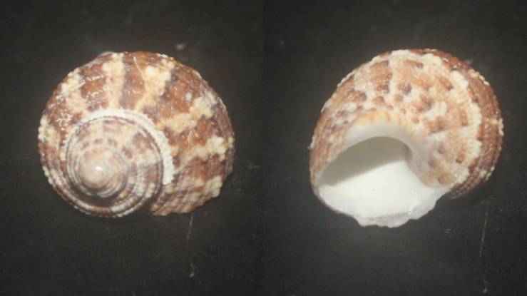 shellauction.net :: Turbo sp. - 3446238