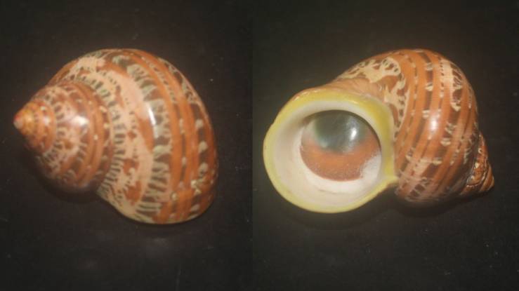 shellauction.net :: Turbo petholatus - 3446242