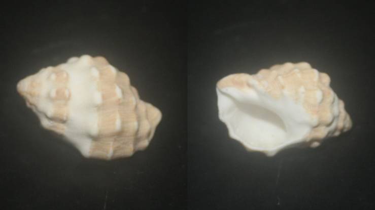 shellauction.net :: Thais sp. - 3446250