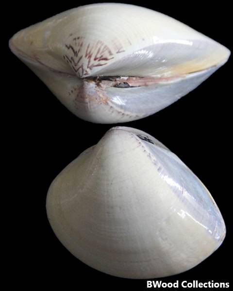 shellauction.net :: Meretrix meretrix - 3446650