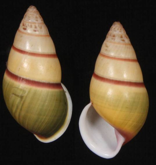 shellauction.net :: Amphidromus johnabbasi - 3446760