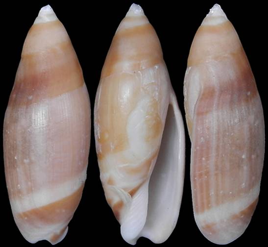 shellauction.net :: Ancillina apicalis - 3446964