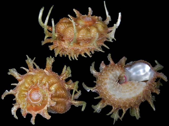 shellauction.net :: Angaria sphaerula - 3446996