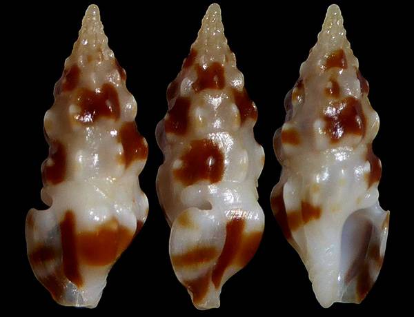 shellauction.net :: Clavus formosus - 3448244