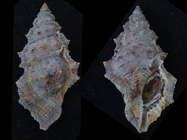 shellauction.net :: Bufonaria nobilis - 3450899