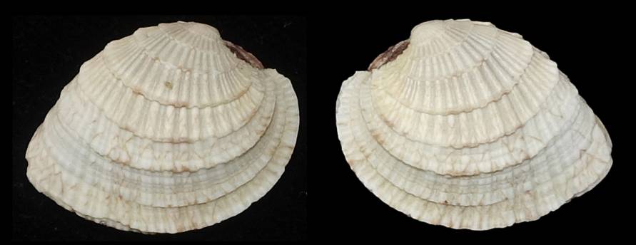 shellauction.net :: Chione elevata - 3451287