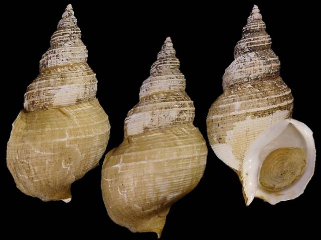 shellauction.net :: Buccinum leucostoma - 3451407