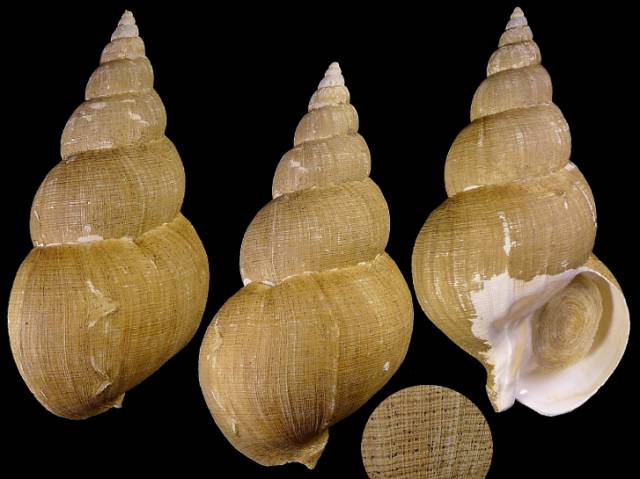 shellauction.net :: Buccinum aniwanum - 3451874