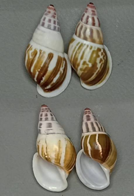 shellauction.net :: Amphidromus pamabbasae - 3451998