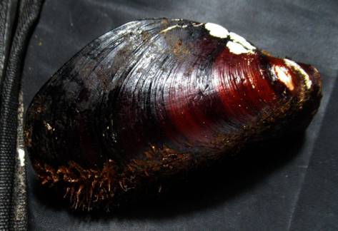 shellauction.net :: Modiolus rectus - 3452546