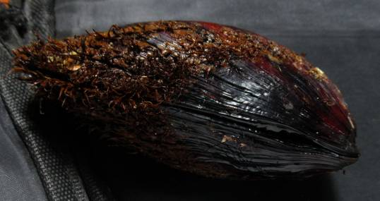 shellauction.net :: Modiolus rectus - 3452546