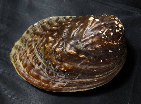 shellauction.net :: Lamprotula cornuumlunae - 3452621