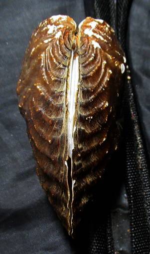 shellauction.net :: Lamprotula cornuumlunae - 3452621