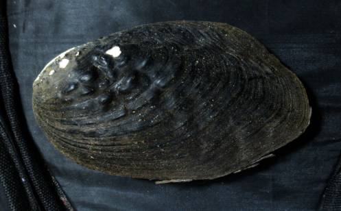 shellauction.net :: Lamprotula leaii - 3452623