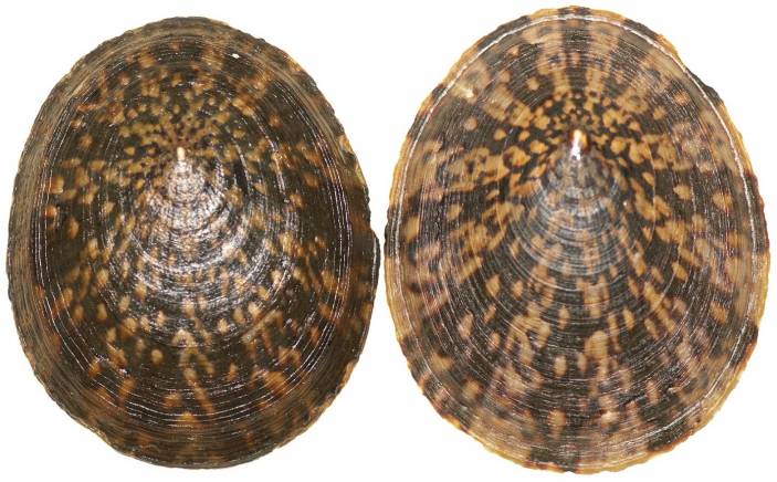 shellauction.net :: Cellana testudinaria - 3452637