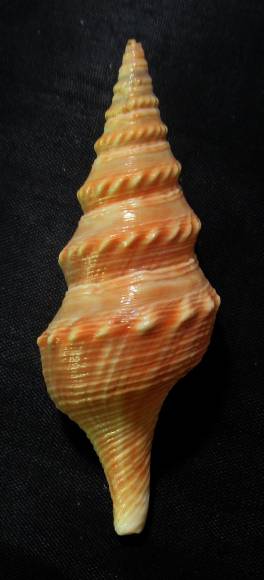 shellauction.net :: Turricula javana - 3452923