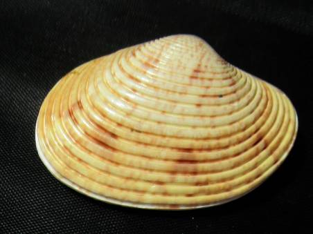 shellauction.net :: Paphia euglypta - 3452941