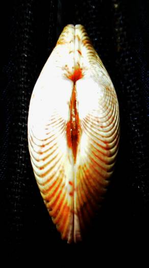 shellauction.net :: Paphia euglypta - 3452941