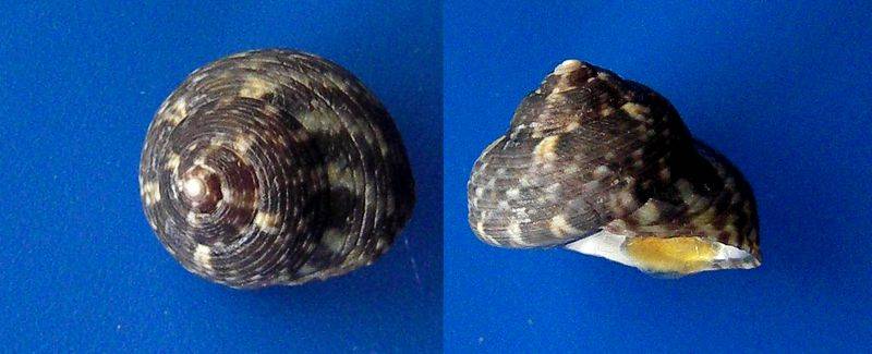 shellauction.net :: Gibbula spurca - 3453150