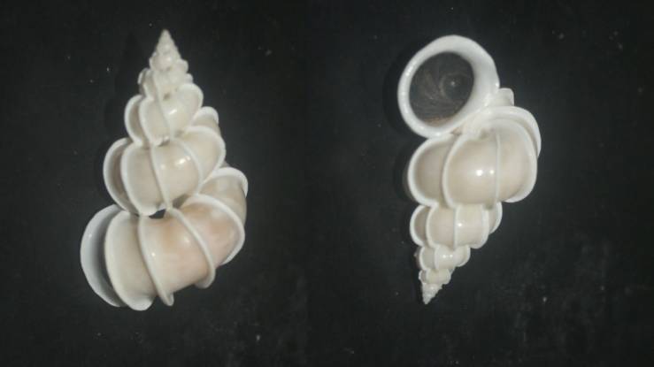 shellauction.net :: Epitonium scalare - 3453329