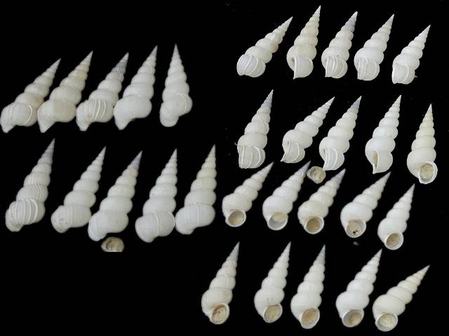 shellauction.net :: Amaea secunda - 3453448