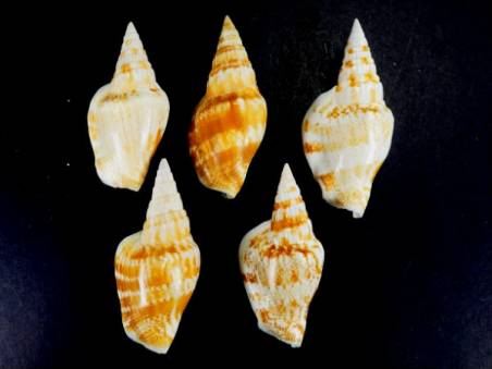 shellauction.net :: Strombus campbelli - 3453796