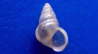 shellauction.net :: Rissoa parva - 3455173