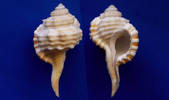 shellauction.net :: Cymatium moritinctum - 3455225