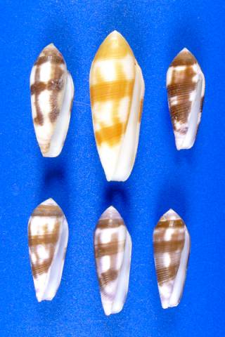 shellauction.net :: Conus violaceus - 3455716