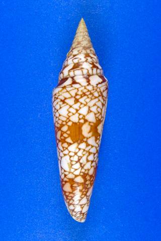 shellauction.net :: Conus milneedwardsi - 3455725