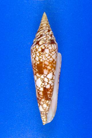 shellauction.net :: Conus milneedwardsi - 3455725