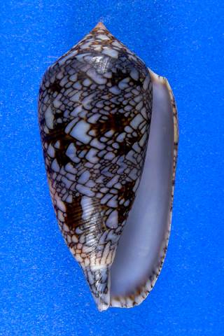 shellauction.net :: Conus textile textile - 3455974