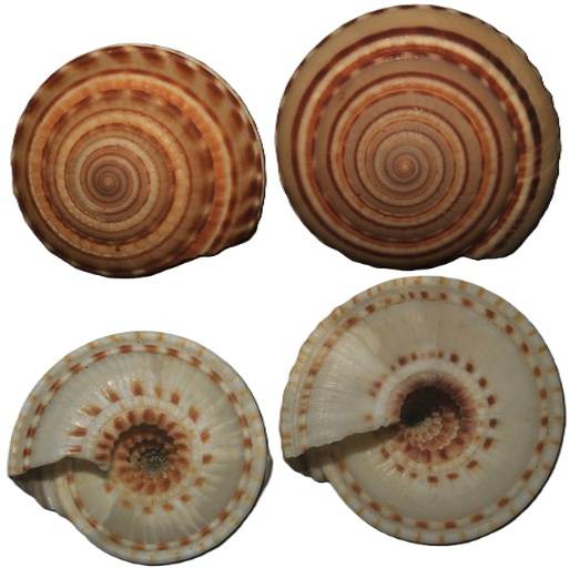 shellauction.net :: Architectonica perspectiva - 3456353