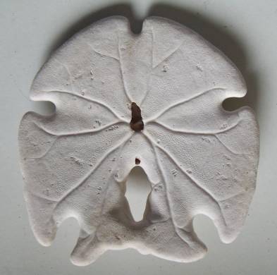 shellauction.net :: Encope grandis - 3456550