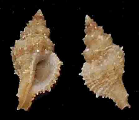 shellauction.net :: Orania mixta - 3456604